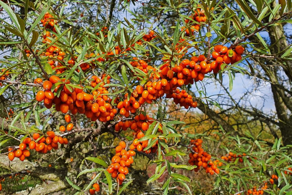 Sanddorn-Shots selber machen | Gabriela Freitag-Ziegler